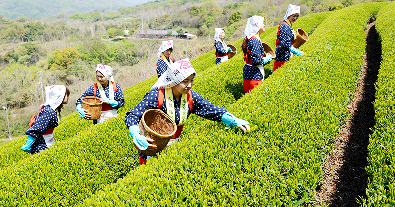 Major Agriculture In Japan